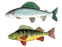 4 Som en fisk i vandet