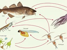 1 Havet som økosystem