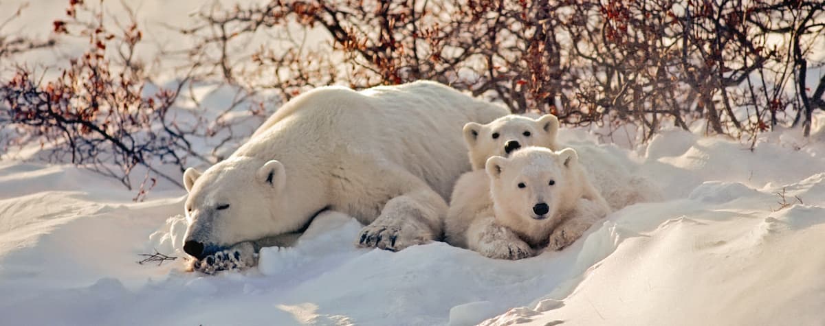 1 Tilpasninger til vejr og klima