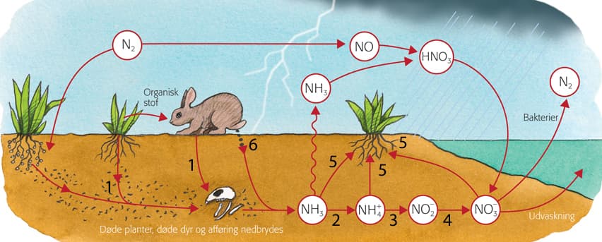 Opgave 41D. Nitrat i vand og grøntsager