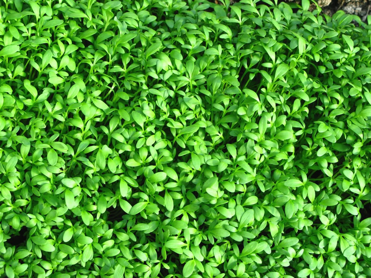 Opgave 22B. Den længste karse