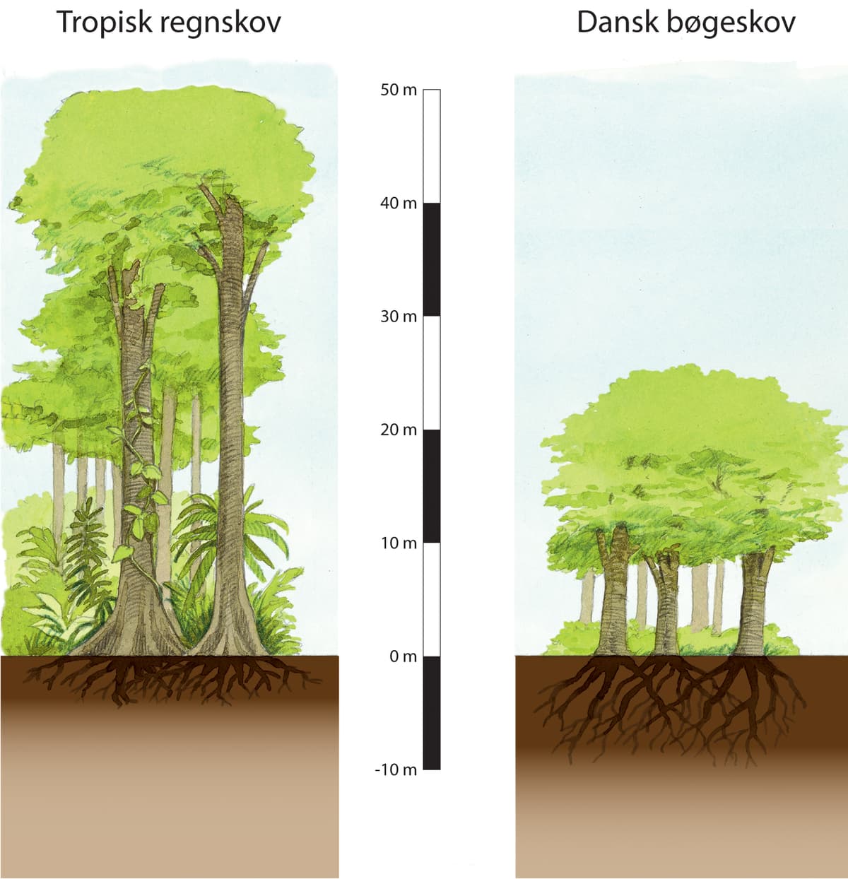 1 Tropisk regnskov og dansk skov