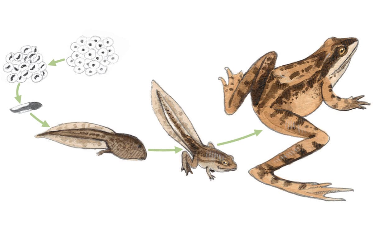 Padder ved vandhullet