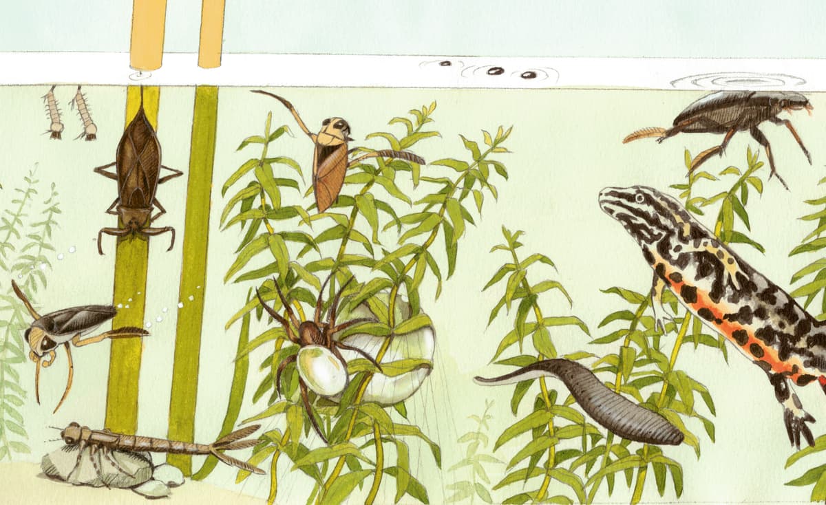 Insekter i vandhullet