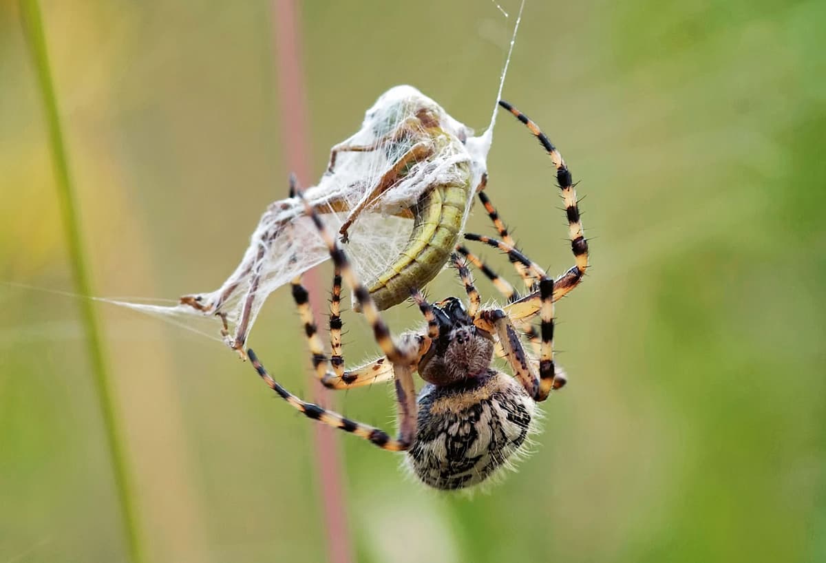 Du skal undersøge edderkopper