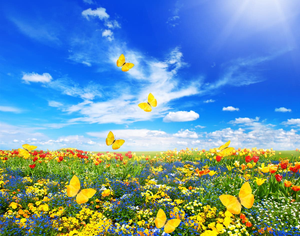 2.5 Kast med en terning