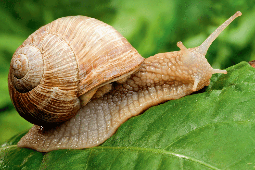 Du skal undersøge snegle