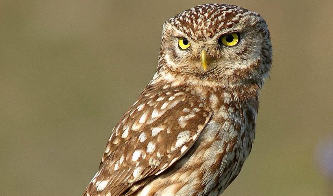 Hvad kan man gøre for at redde de truede dyrearter?