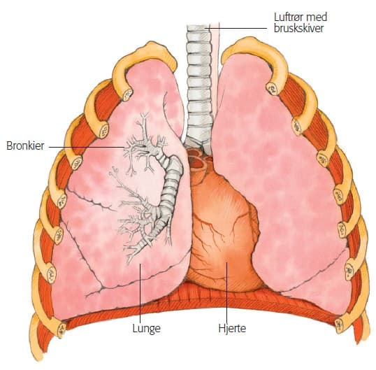 Hjerte og lunger