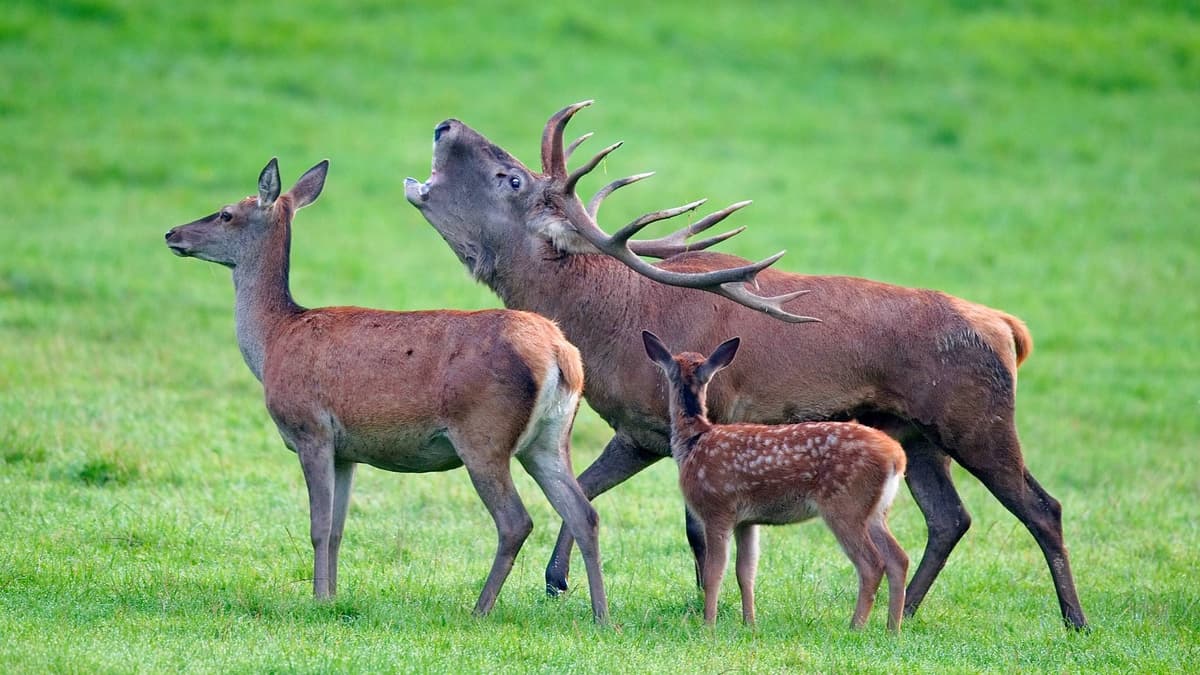 Flere hjorte i Danmark